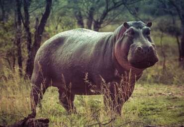 How Fast Can a Hippo Run?