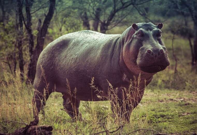 How Fast Can a Hippo Run?