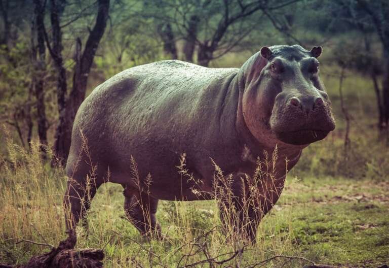 How Fast Can a Hippo Run?