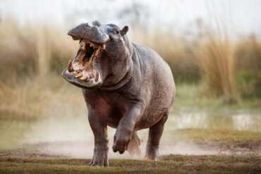 How Fast Can a Hippo Run?