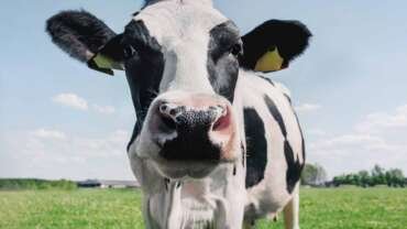 How Fast Can a Cow Run?